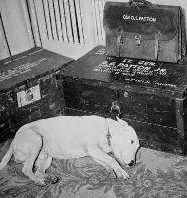 Willie, el bull terrier del general Patton – Curistoria